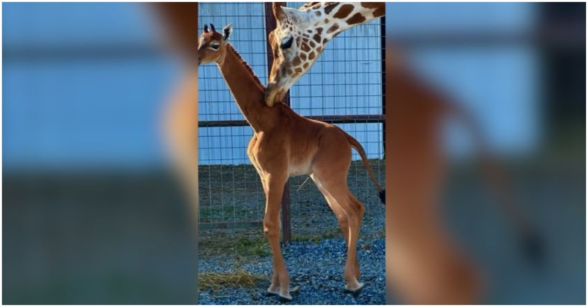 8th World Wonder: Baby giraffe born without spots - TV47 Digital
