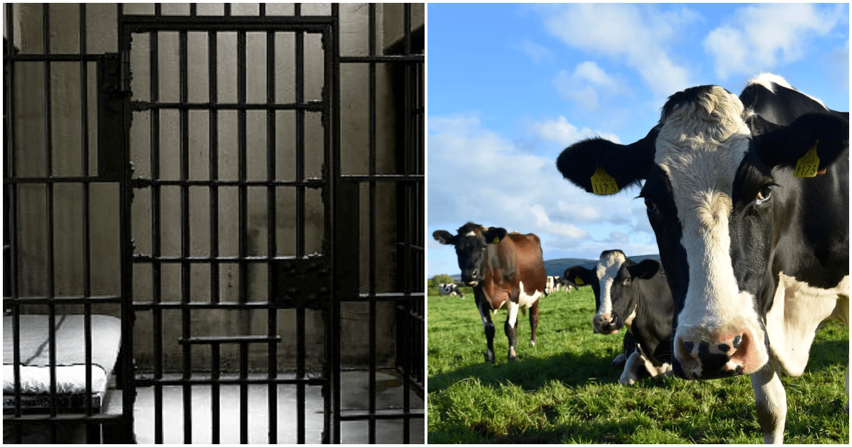 Government announces no bail for those caught stealing cows