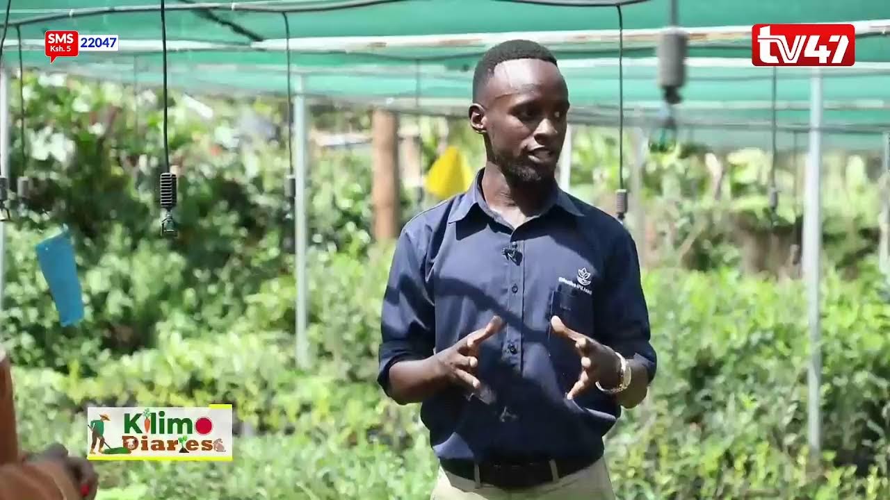 KILIMO DIARIES | Understanding Agroforestry - TV47 Digital