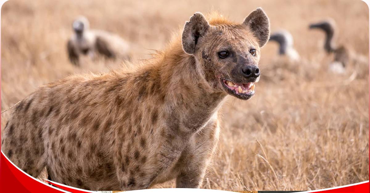 Hyenas that attacked people in Kiambu, Kajiado were suffering from ...