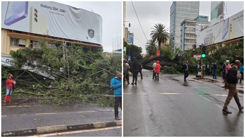 Two trees fall near Imenti House in Nairobi CBD amid heavy rains