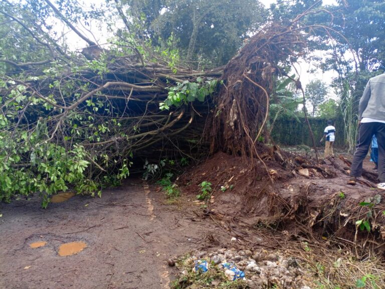 Elders perform rituals after Mugumo tree falls, blocks road in Kiambu