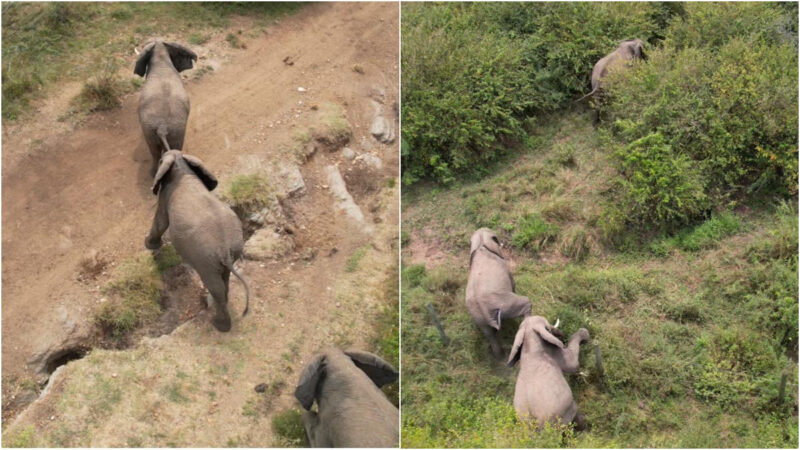 KWS successfully drives back 3 stray elephants to Mara Naboisho ...