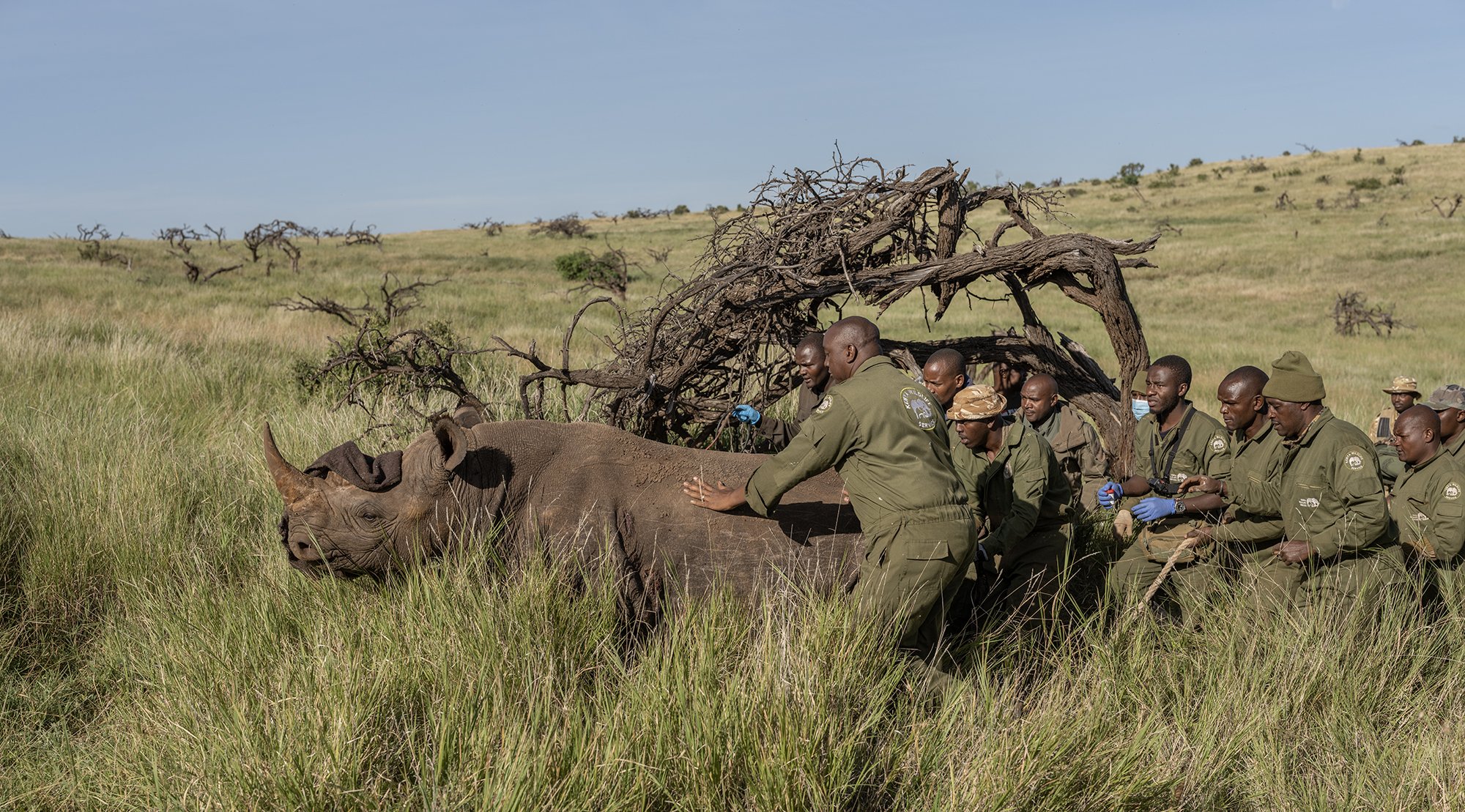 Joy as first Black rhino calf born at Loisaba Conservancy since ...