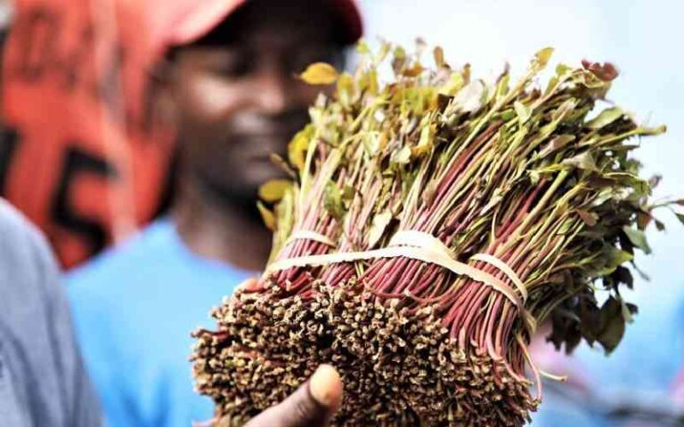 CS Kagwe announces increase in miraa prices
