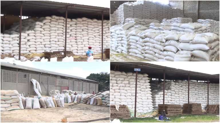 Happy days for Mwea rice farmers as gov't pledges to mop up entire ...