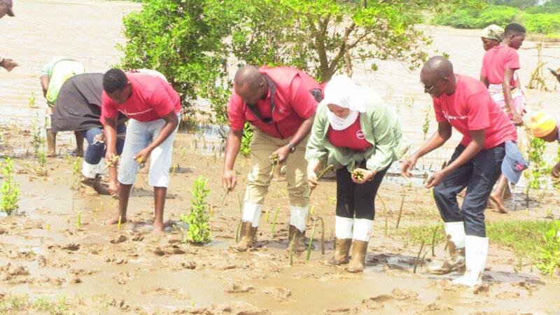 Over 200,000 mangroves planted at Sabaki River estuary as part of ...