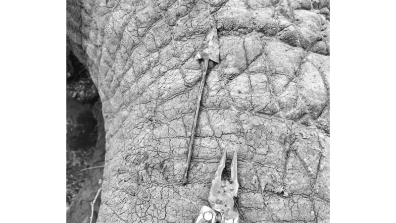 Bull elephant saved after arrow attack in Tsavo East National Park ...