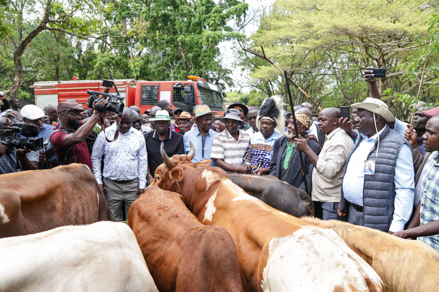 Photos: Why Mulembe Nation elders presented 6 majestic bulls in honour ...