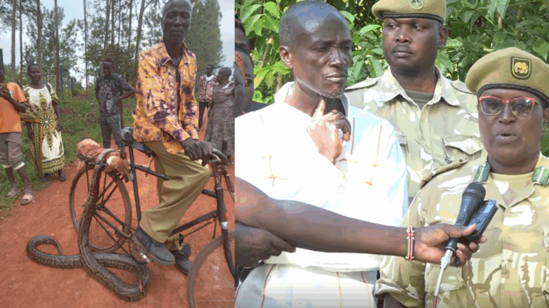 Man who killed python after dog attack in Ugunja to be compensated - TV47 Digital