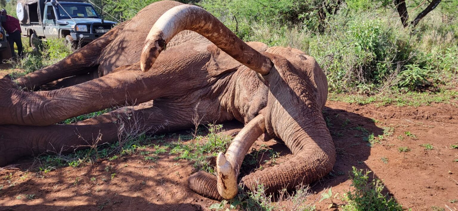 Amboseli’s iconic elephant Craig dies at 54: A gentle giant and super ...