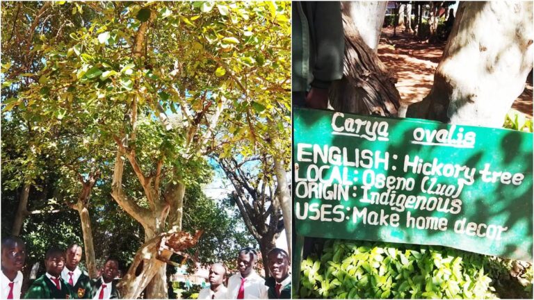Rooted in history, the sacred Hickory tree that named Maseno School ...