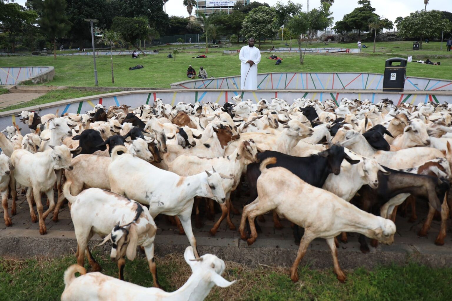 Sakaja distributes 700 goats to support Muslim community during Eid ...