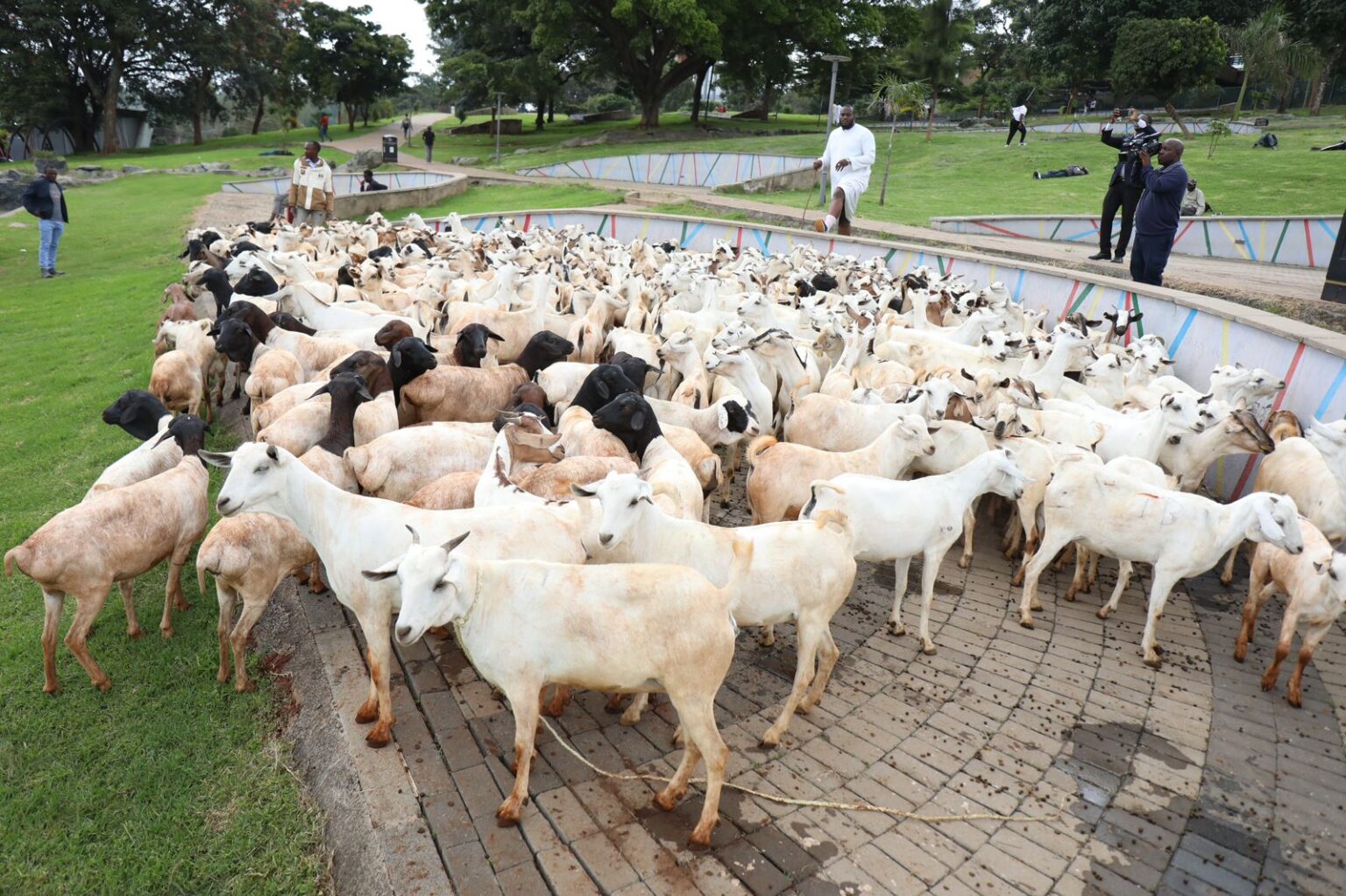 Sakaja distributes 700 goats to support Muslim community during Eid ...